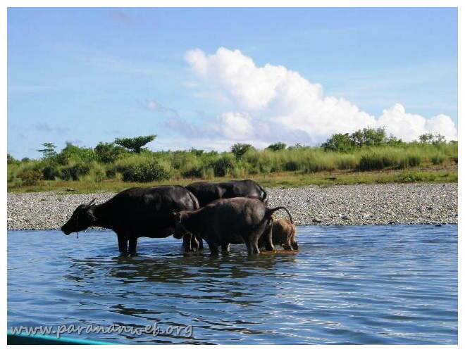 Paranan Place | Paranan Web